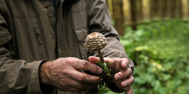 "Reconnaître les champignons", atelier à Geneston | Kidiklik