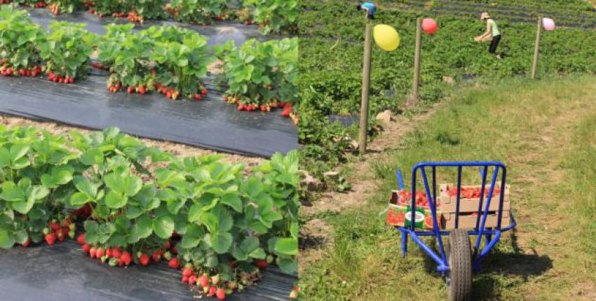 Cueillette au champ des pierres à Vertou | Kidiklik